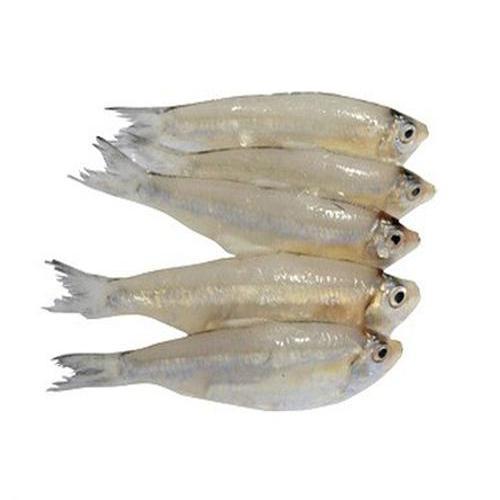 Buy Veloori Fish online from shops near you | LoveLocal